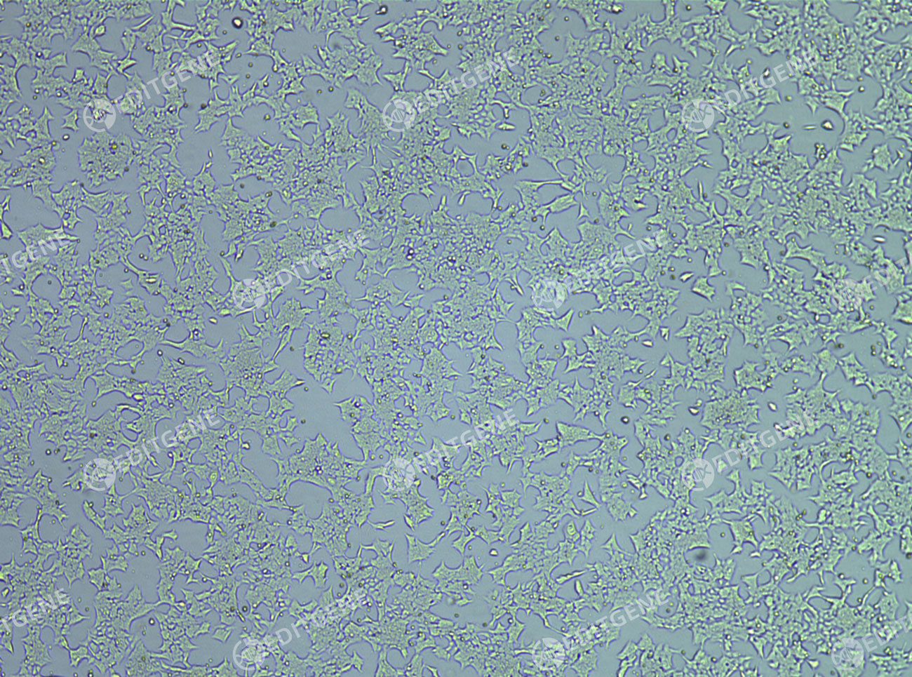 CRISPR Cas9 Gene Editing - CRISPR Library Screening - Gene Knockout ...