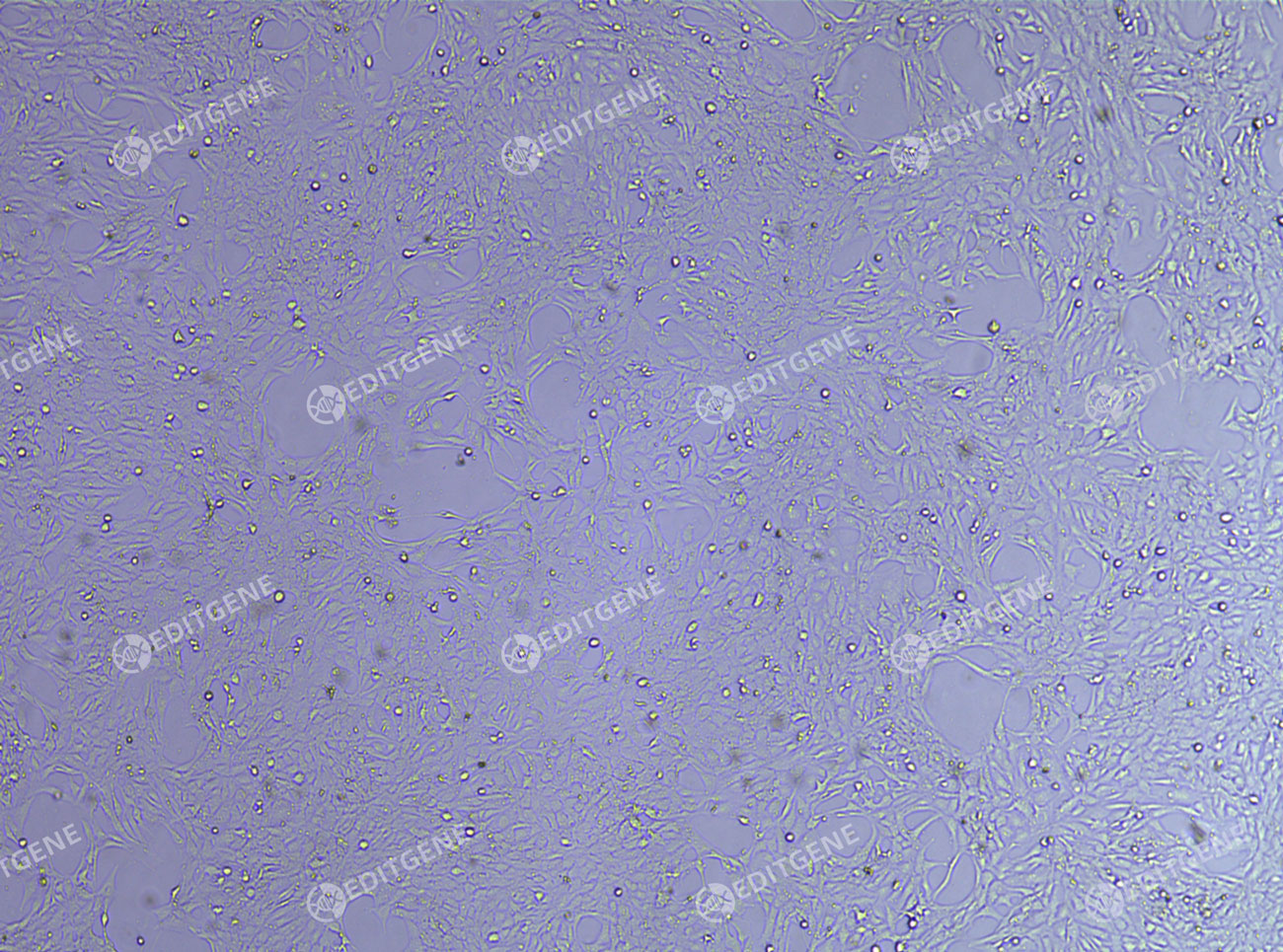 HLE-B3-FLUC – EDITGENE