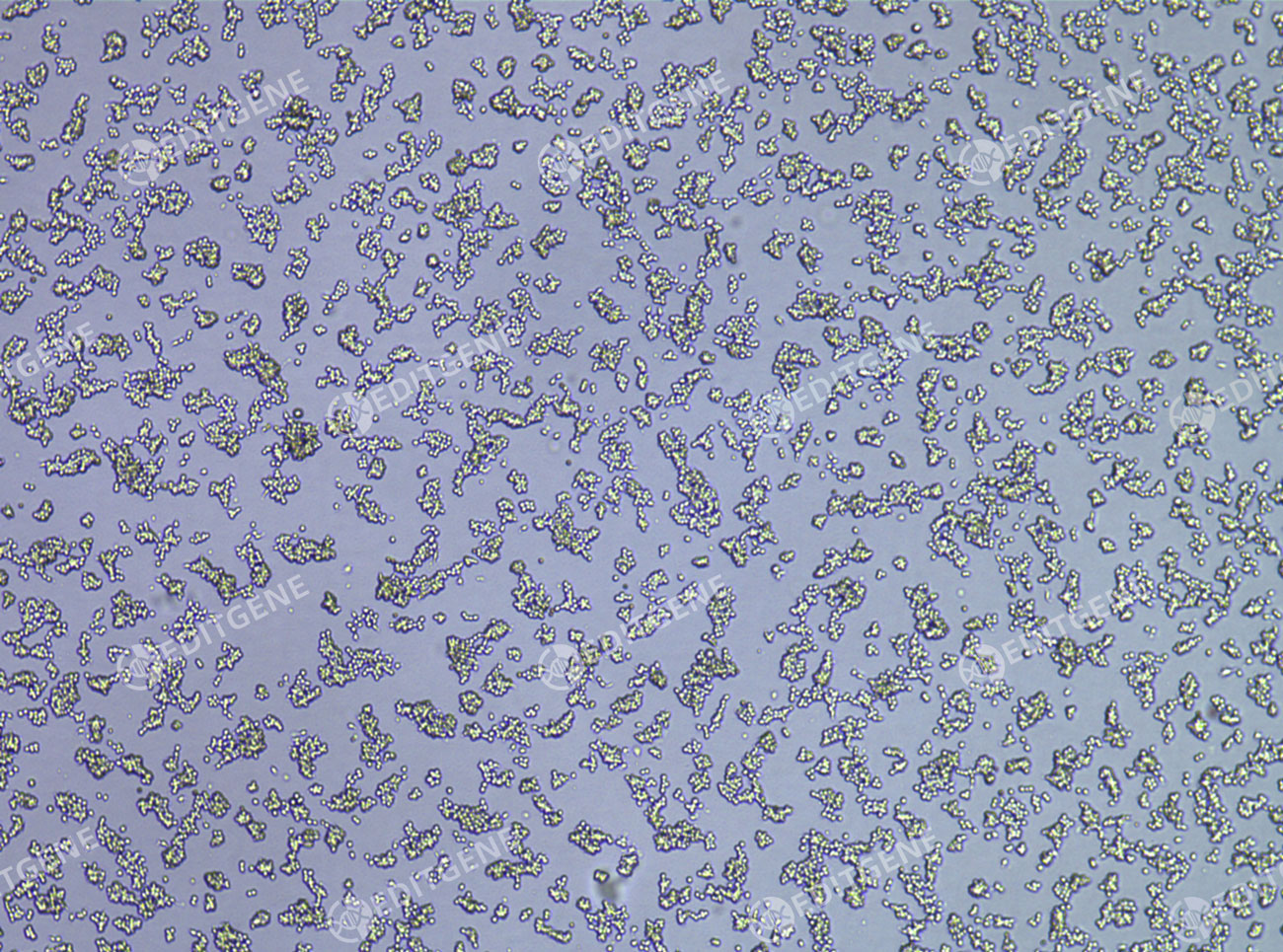 IBMDM-FLUC Cell Line Company | IBMDM Luc Cell Line Price | Luciferase ...